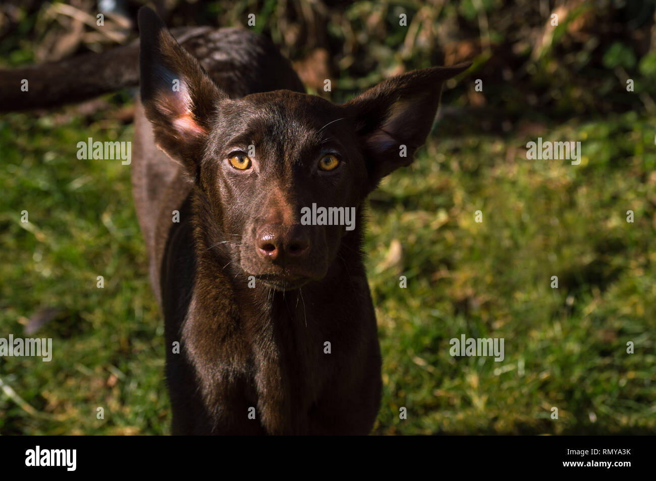 Brown Dog playing outside posing Stock Photo - Alamy