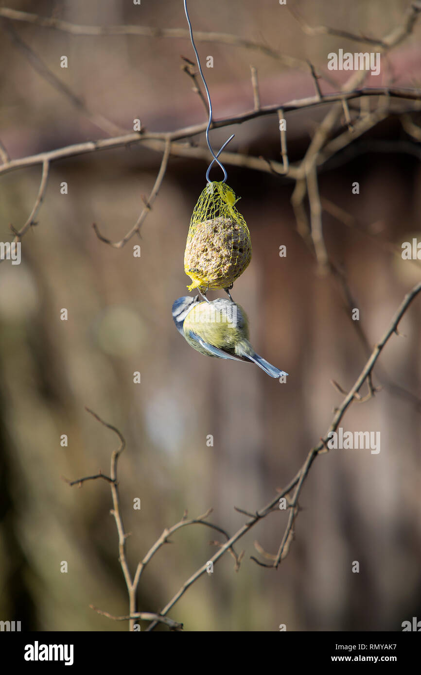 Bluetit bird on a chuck piston in sunlight Stock Photo - Alamy