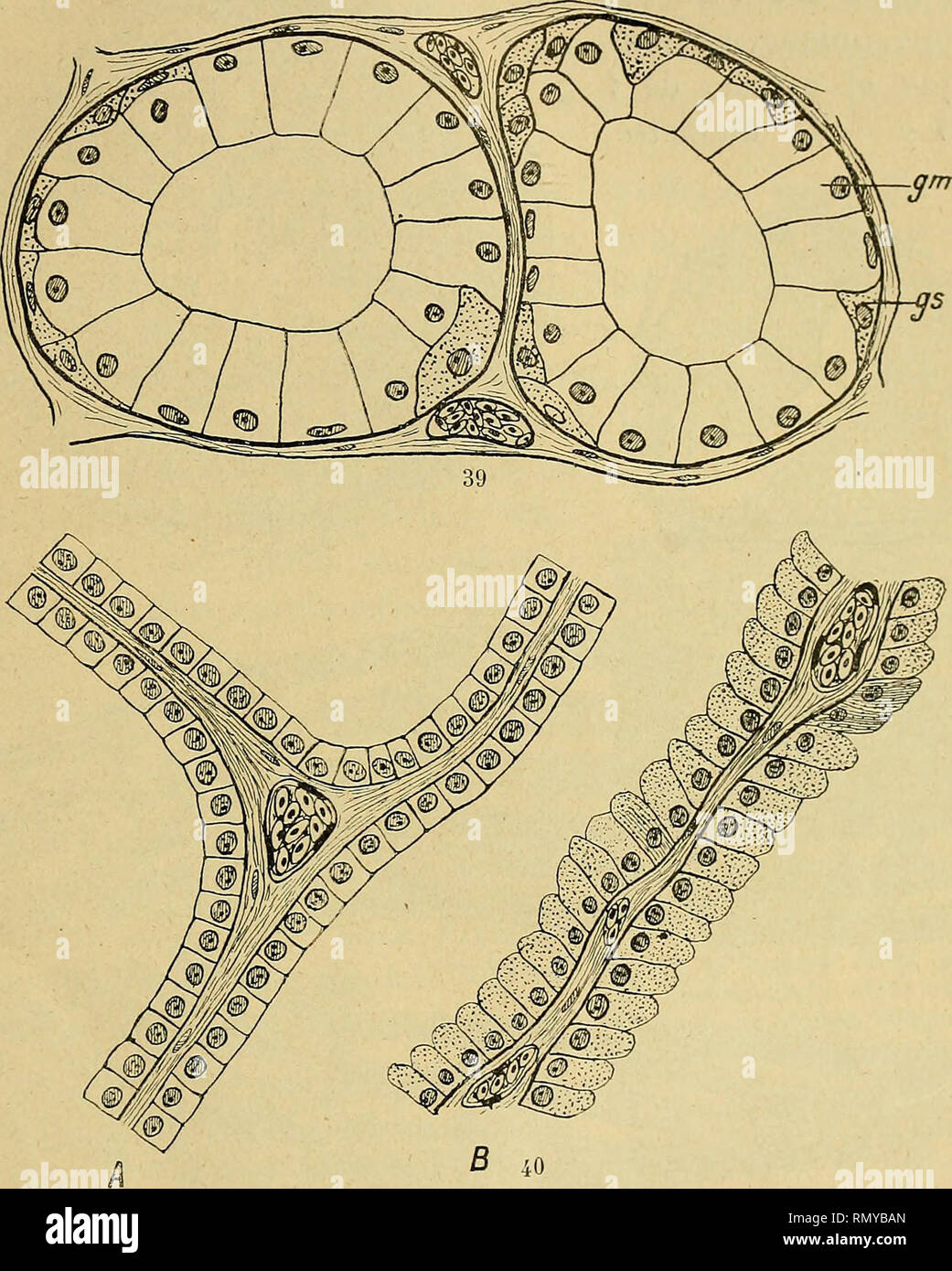 Cellule de la glande hi-res stock photography and images - Alamy
