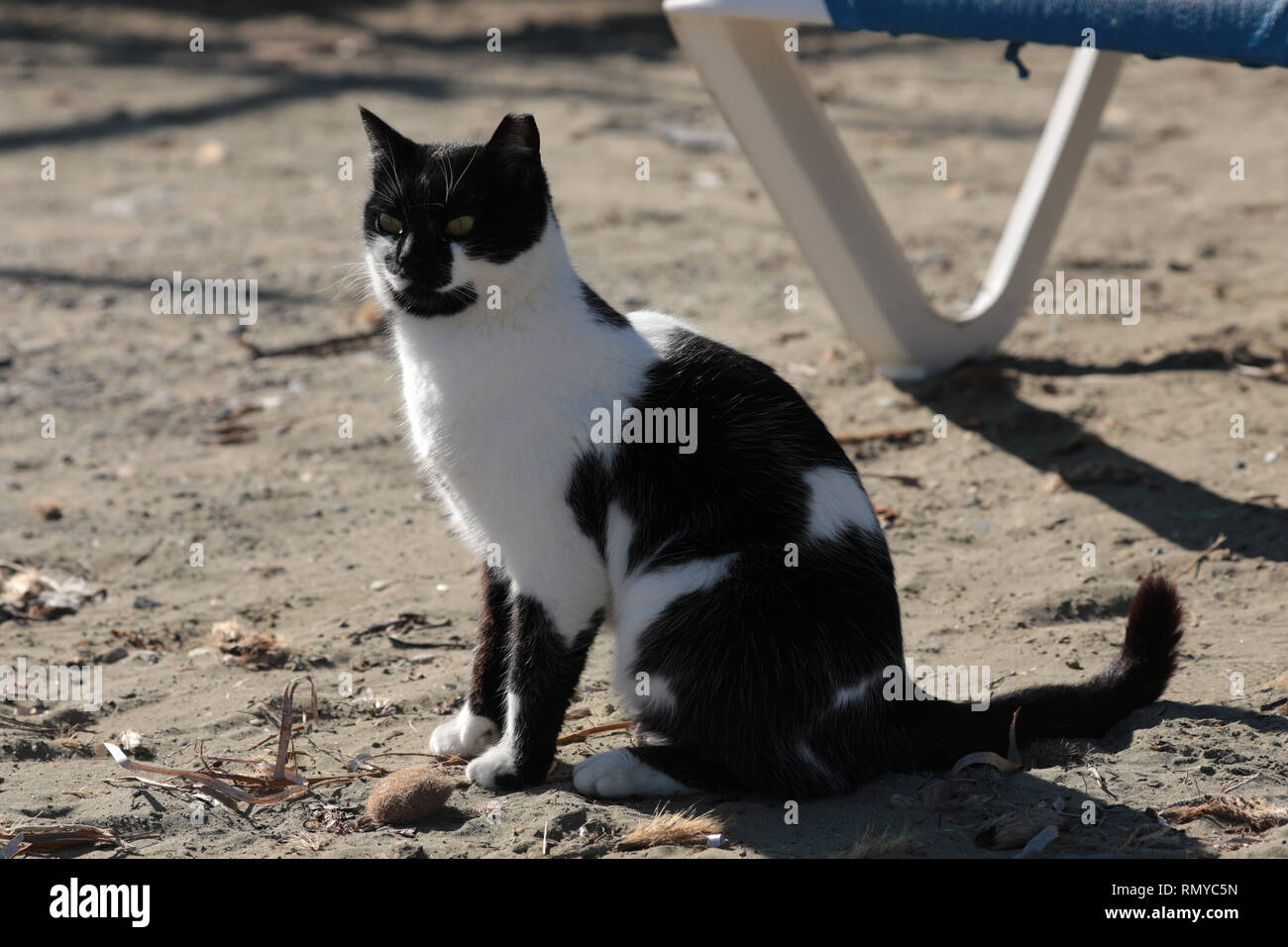 Beautiful cyprus cat beach hi-res stock photography and images - Alamy