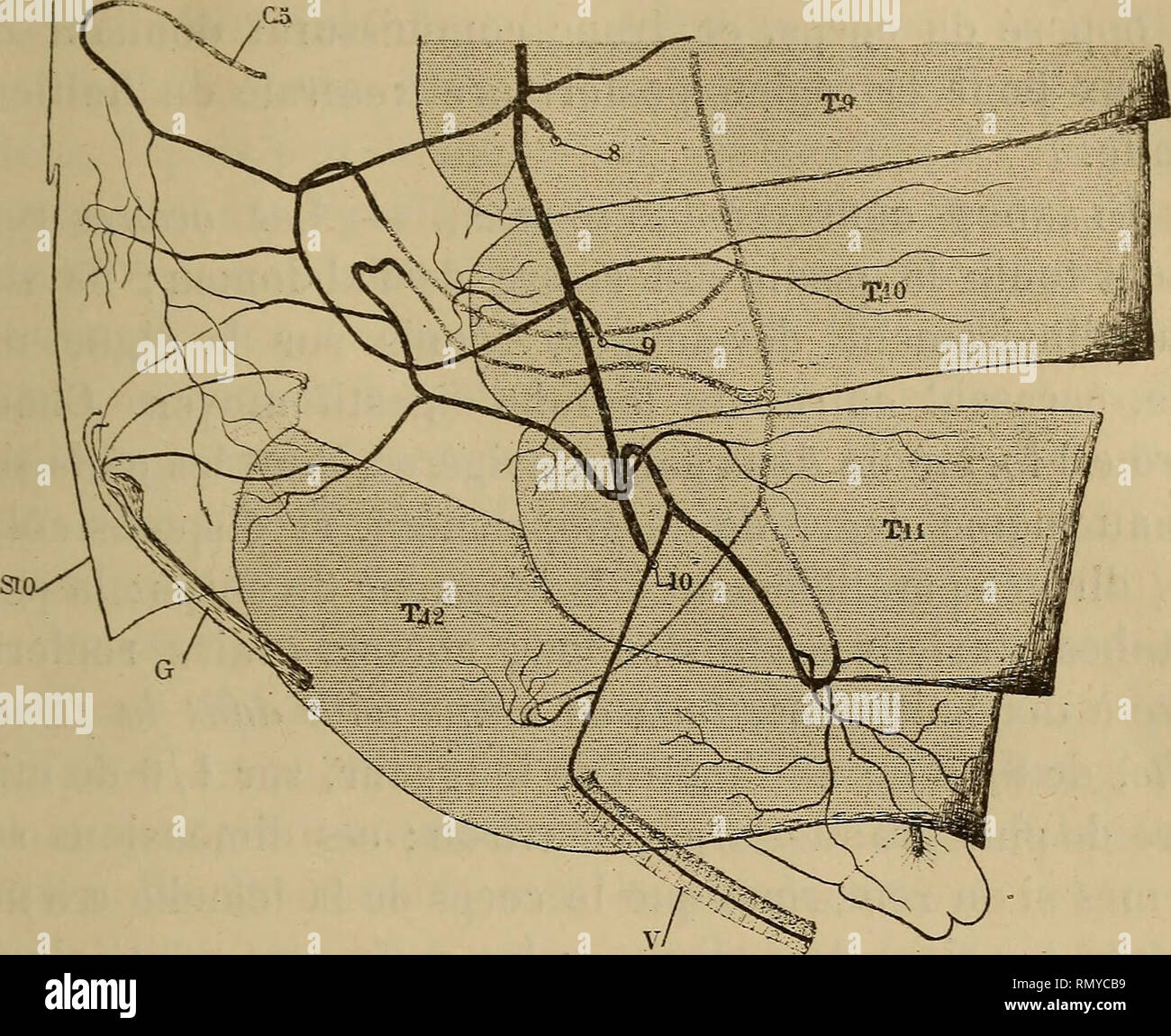 Entomophages hi-res stock photography and images - Alamy