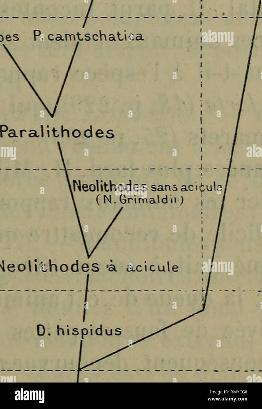 Lithodes antarctica hi-res stock photography and images - Alamy