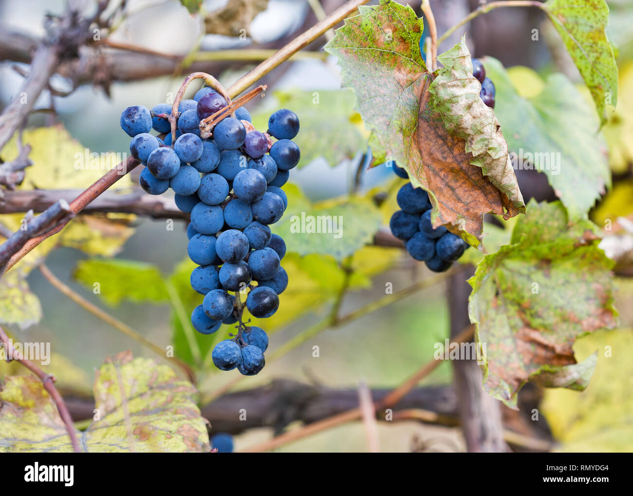 Images Of Grapes Tree