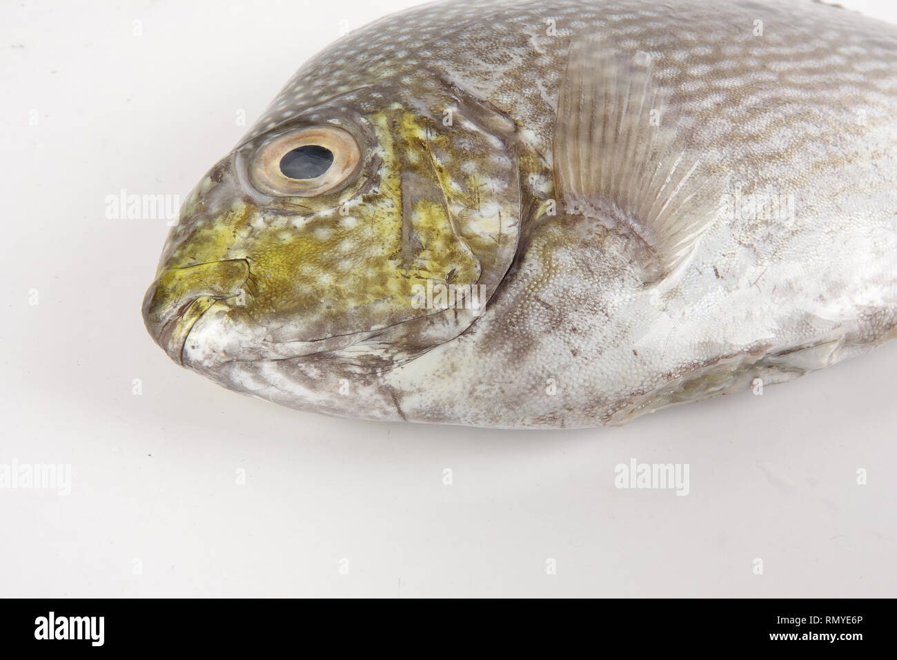 Fresh lamayo fish isolated on white Stock Photo - Alamy
