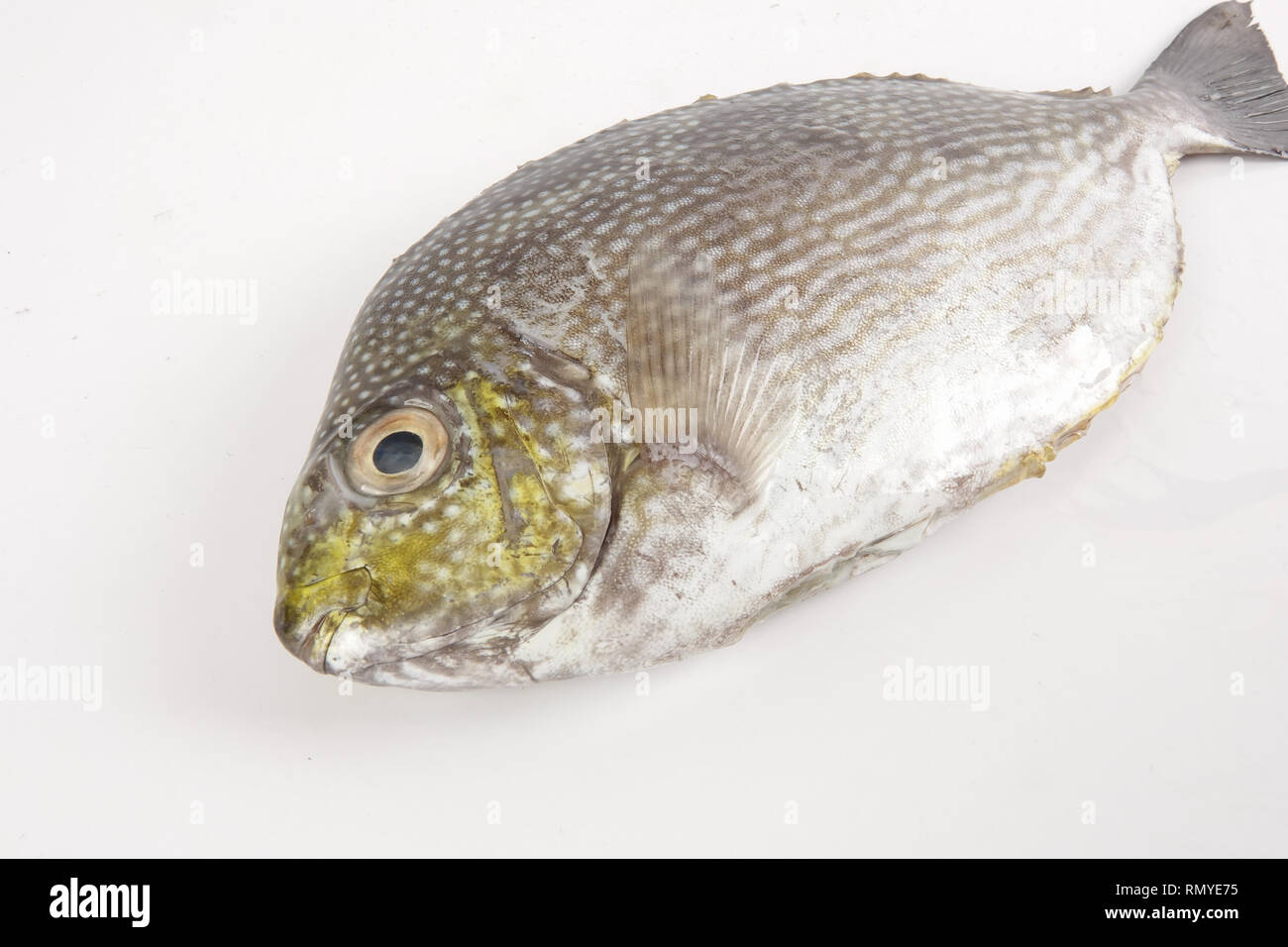 Lamayo hi-res stock photography and images - Alamy