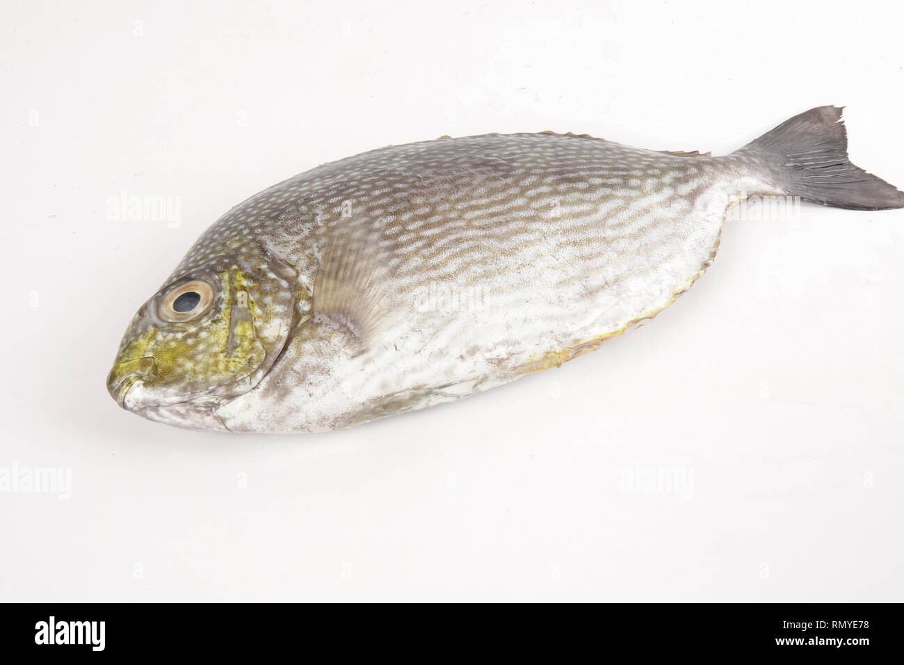 Lamayo hi-res stock photography and images - Alamy