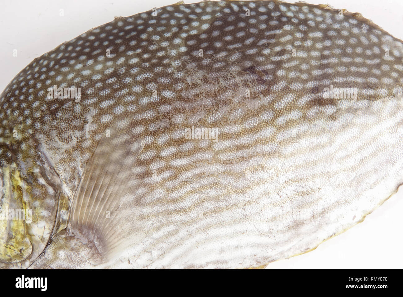 Fresh lamayo fish isolated on white Stock Photo - Alamy