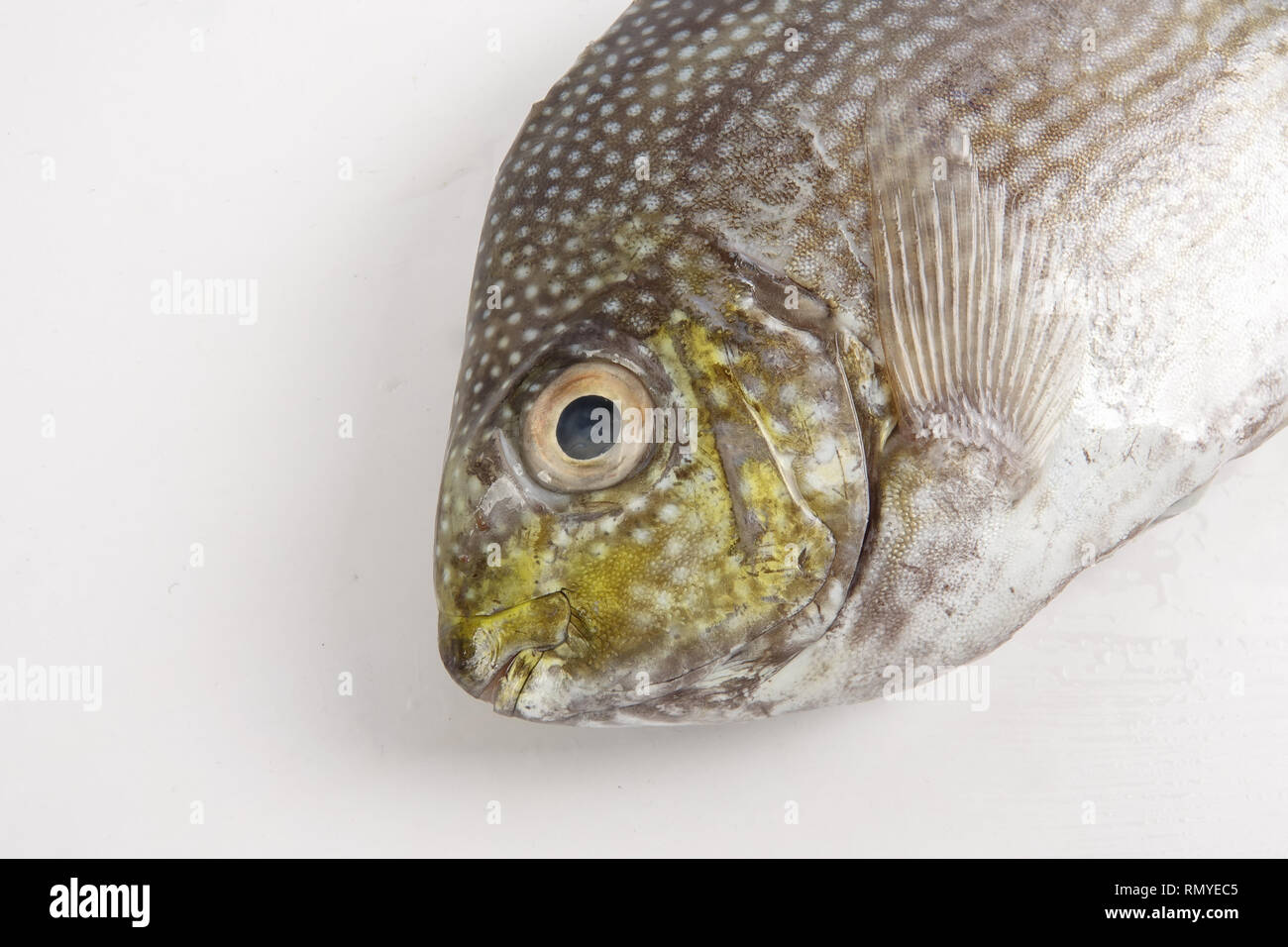 Fresh lamayo fish isolated on white Stock Photo - Alamy