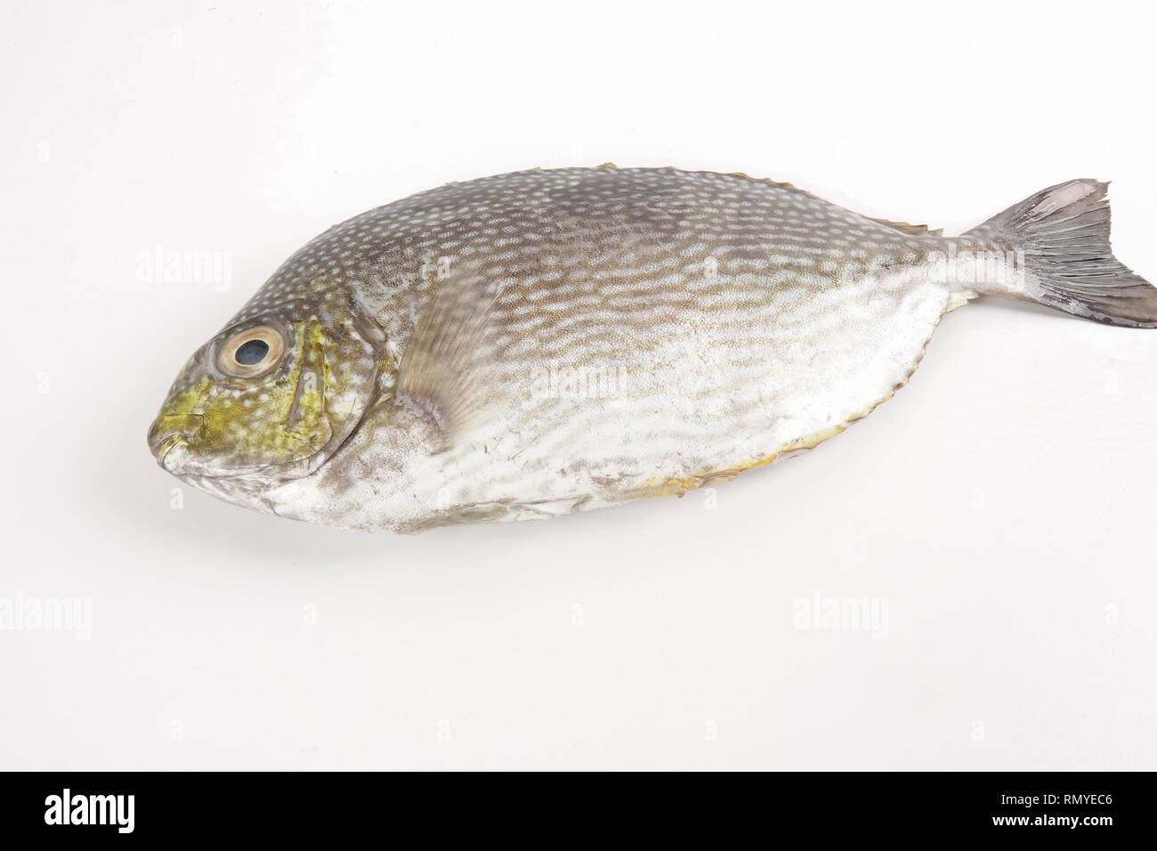 Fresh lamayo fish isolated on white Stock Photo - Alamy