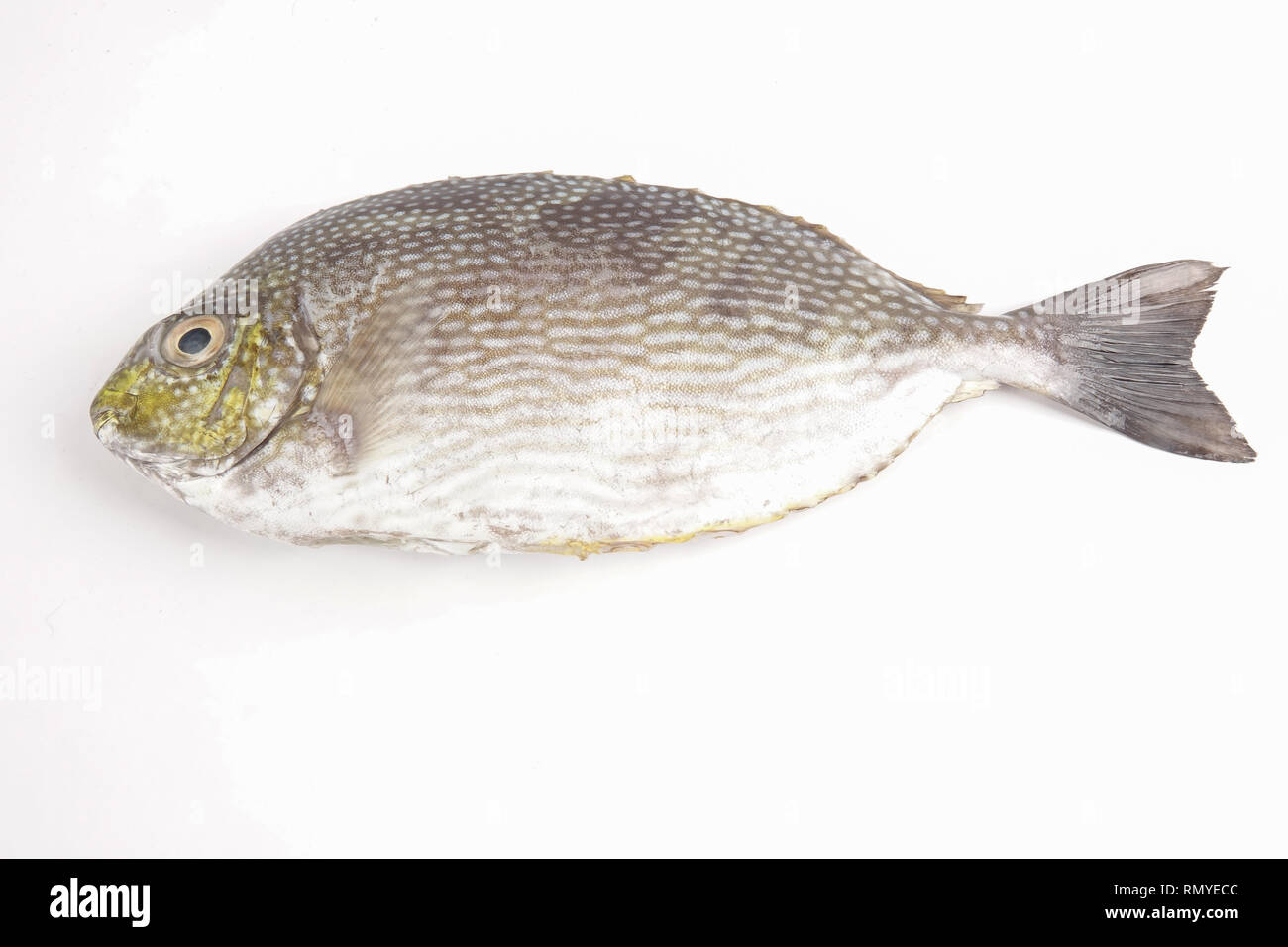 Fresh lamayo fish isolated on white Stock Photo - Alamy