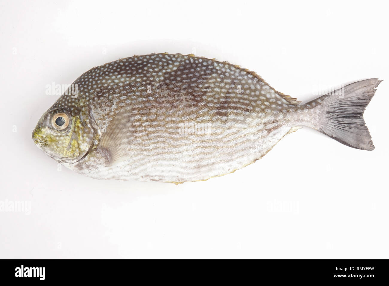 Fresh lamayo fish isolated on white Stock Photo - Alamy