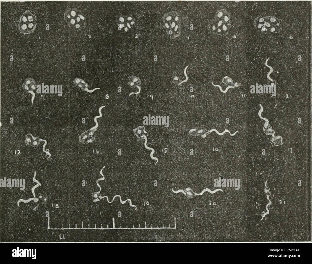 Spirochaetes hi-res stock photography and images - Alamy