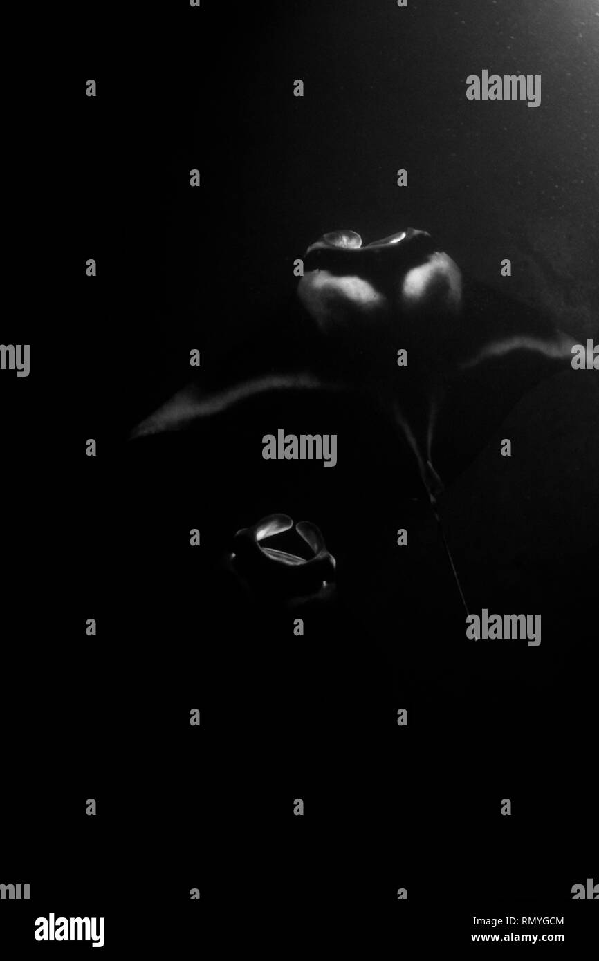 Strange beings hi-res stock photography and images - Alamy