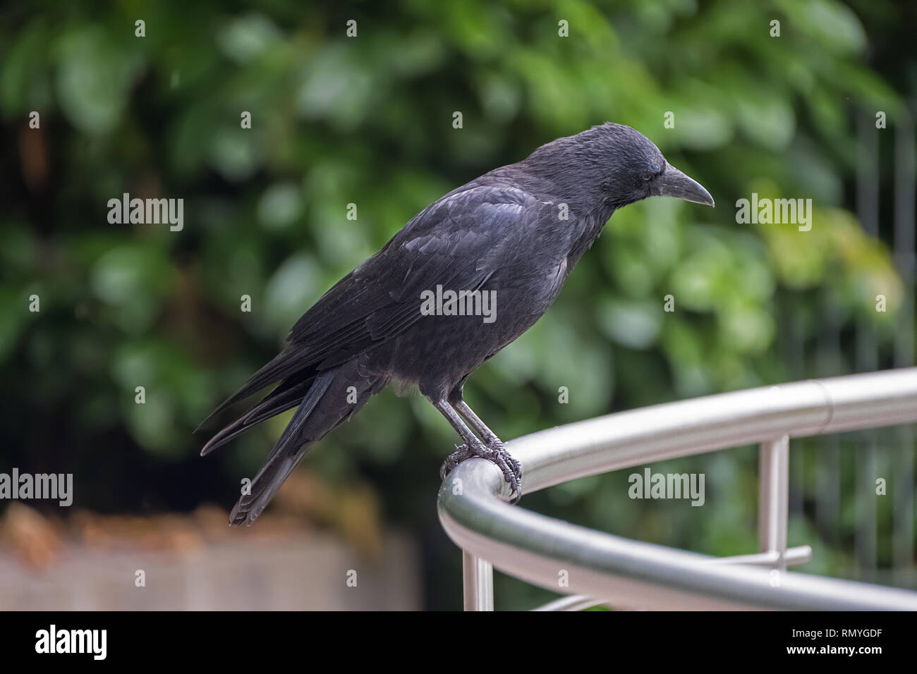 raven sitting on metal railing Stock Photo - Alamy