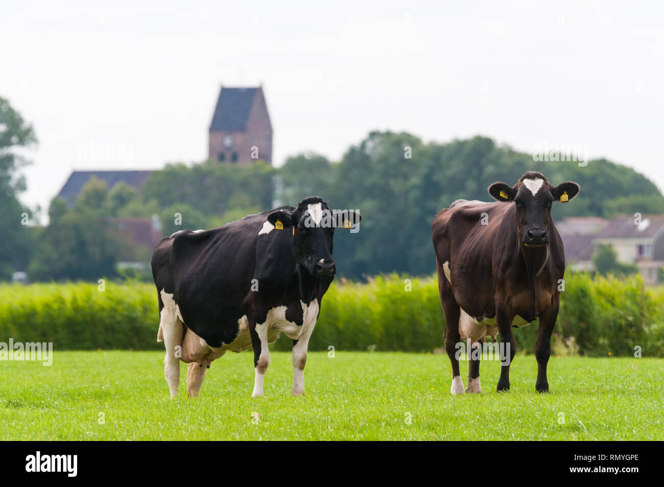Friesian cows with sea hi-res stock photography and images - Alamy