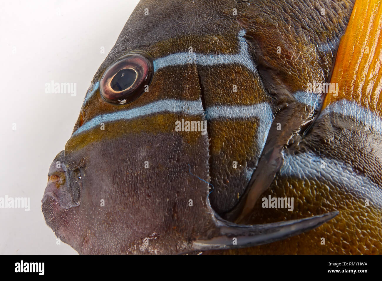 Fresh Blue Pomfret isolated on white Stock Photo - Alamy