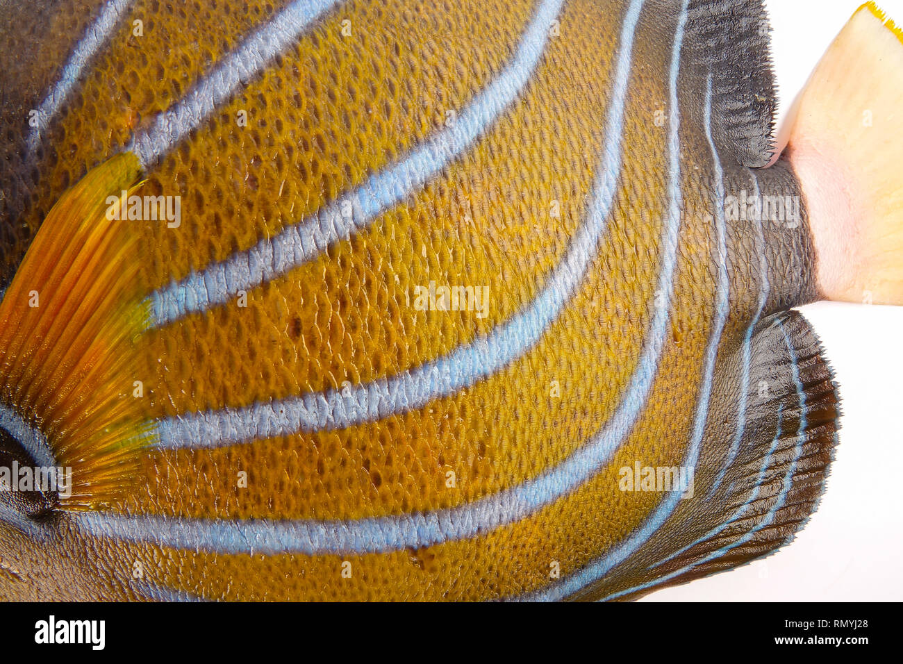 Water pomfret hi-res stock photography and images - Alamy