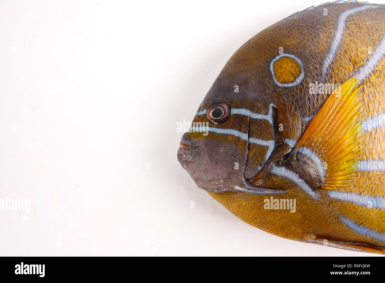 Water pomfret hi-res stock photography and images - Alamy