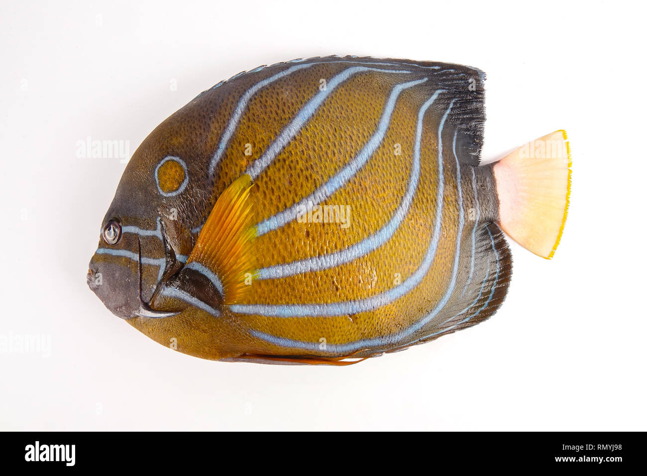 Water pomfret hi-res stock photography and images - Alamy
