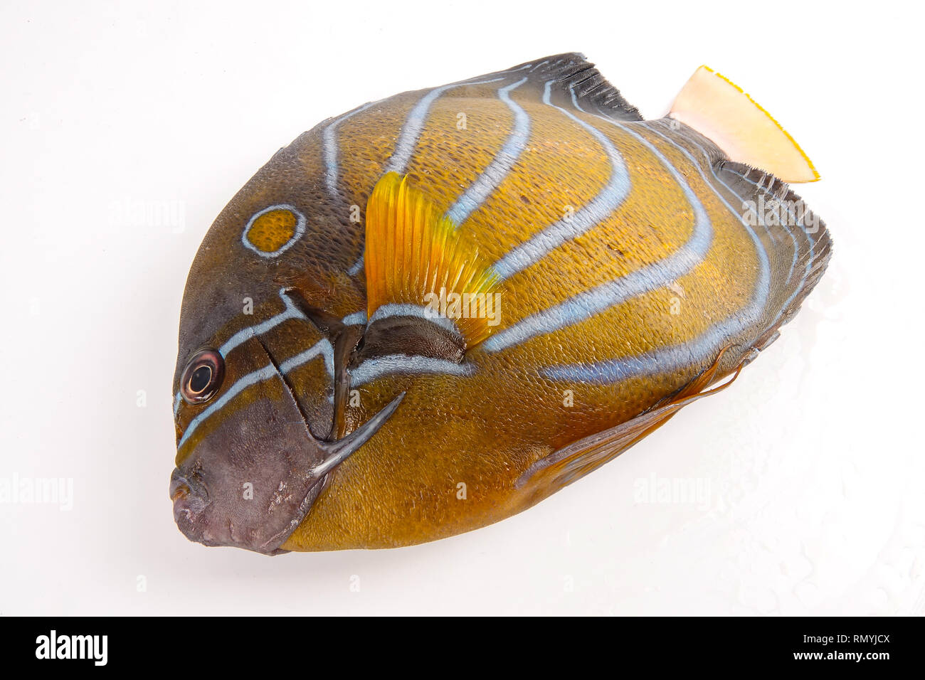 Water pomfret hi-res stock photography and images - Alamy