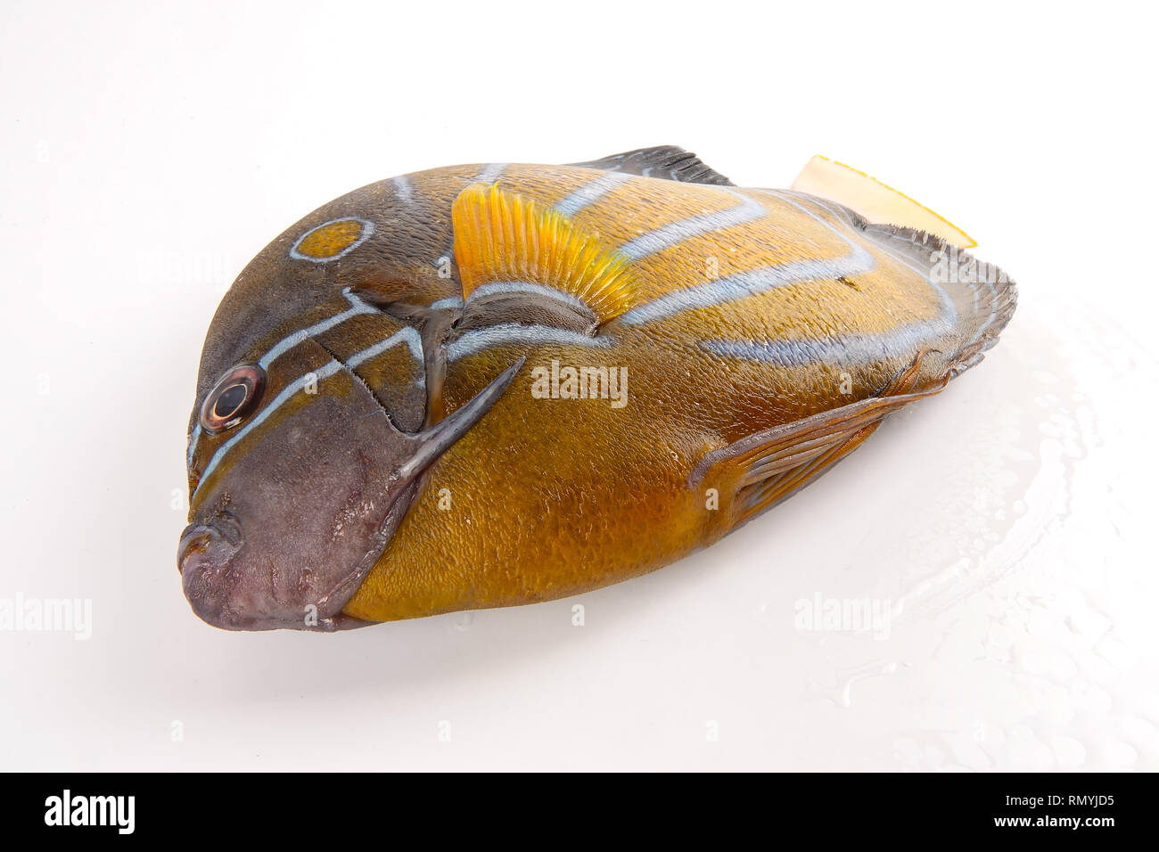 Fresh Blue Pomfret isolated on white Stock Photo - Alamy