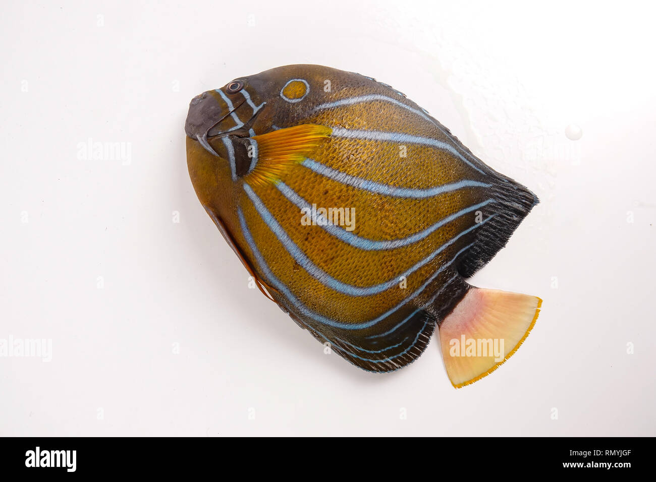 Water pomfret hi-res stock photography and images - Alamy