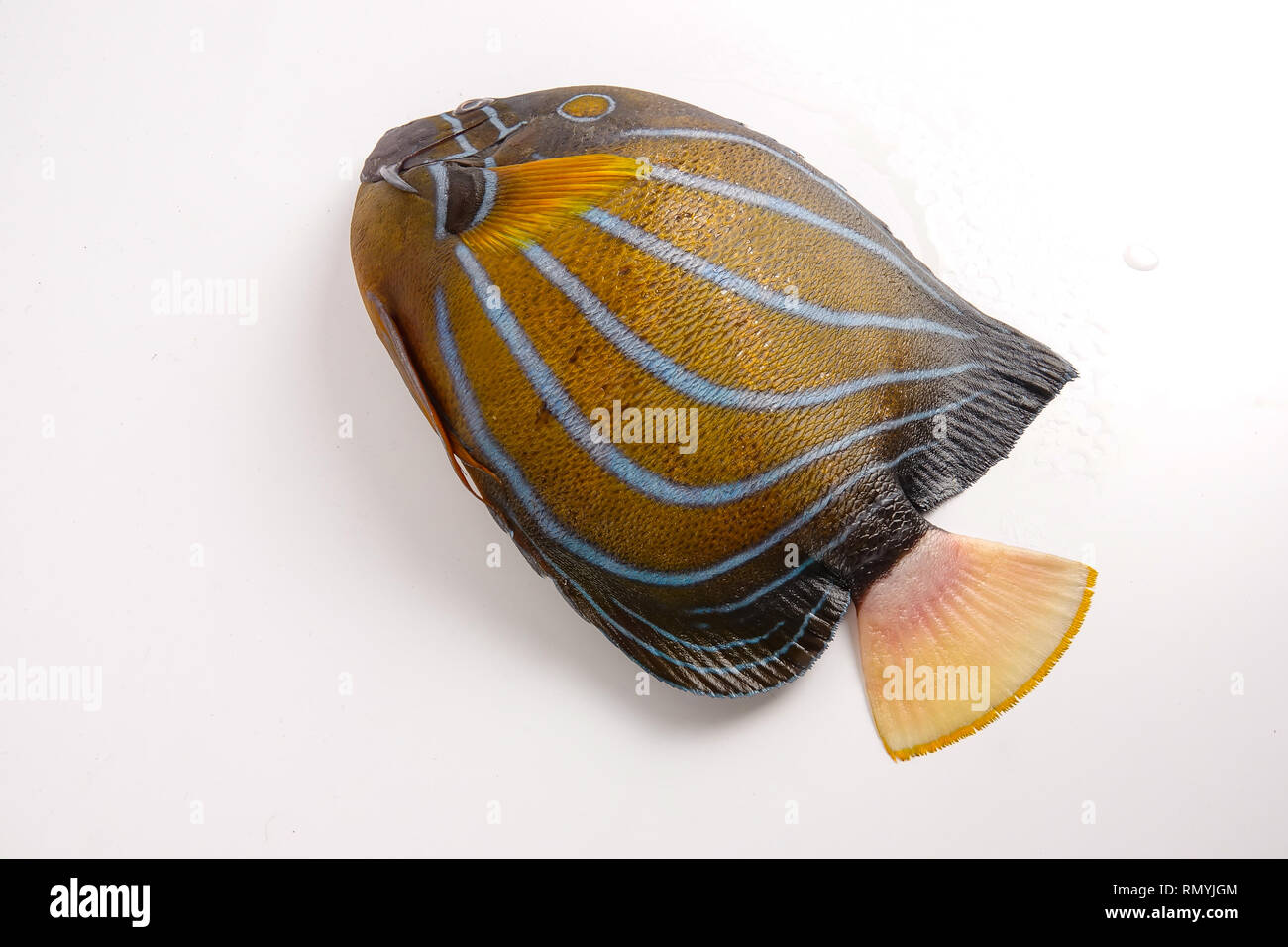 Water pomfret hi-res stock photography and images - Alamy