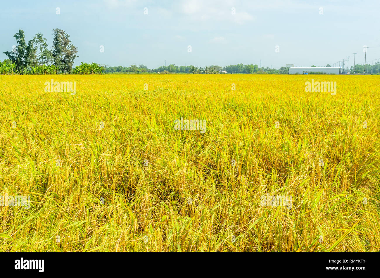 Ripe rice fields hi-res stock photography and images - Alamy