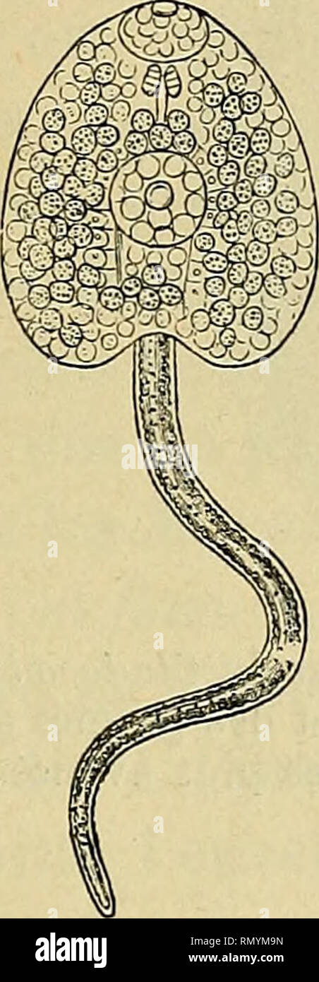 Parasites internes hi-res stock photography and images - Alamy