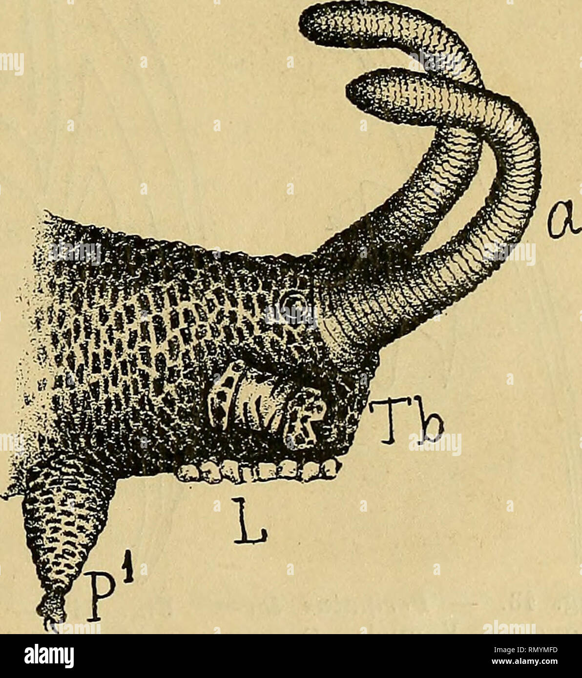 . Annales des sciences naturelles. Zoology; Biology. Fig. 9 ...