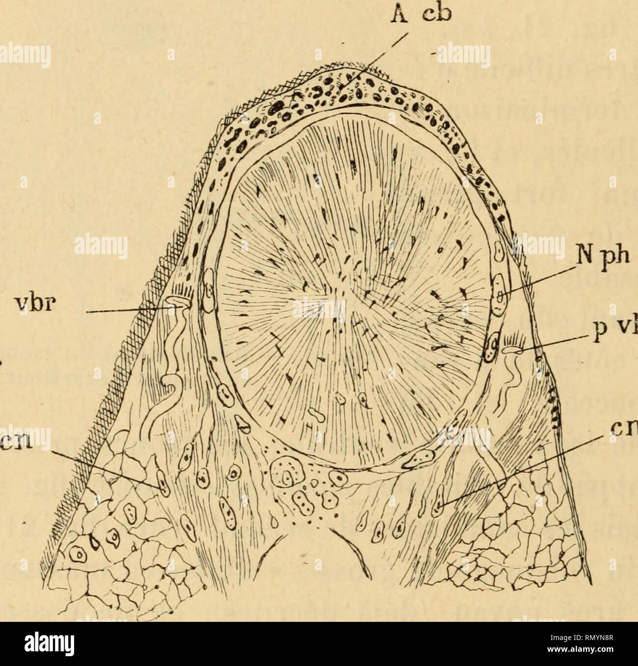 Nephrocytes hi-res stock photography and images - Alamy