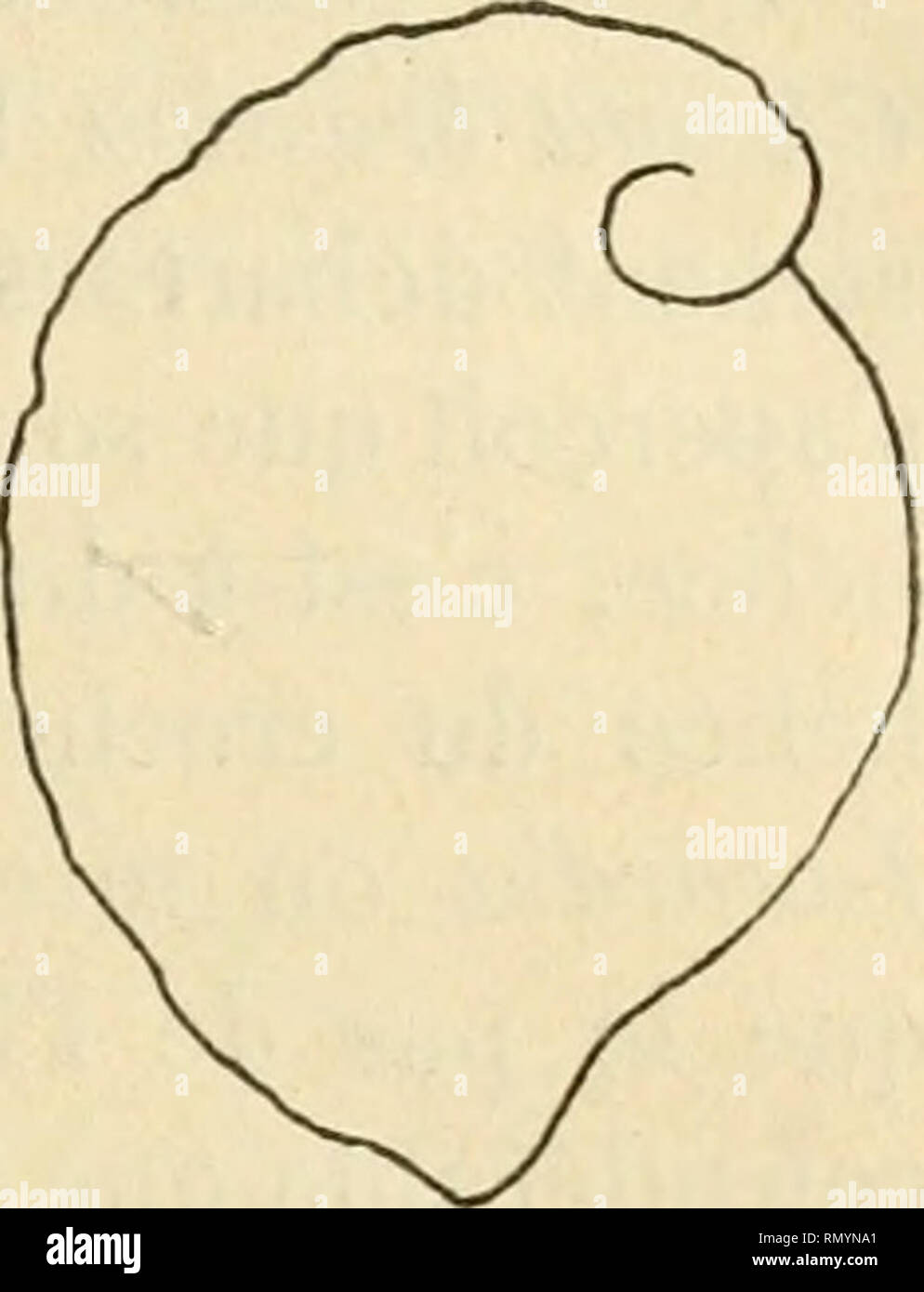 Forme allongee hi-res stock photography and images - Alamy