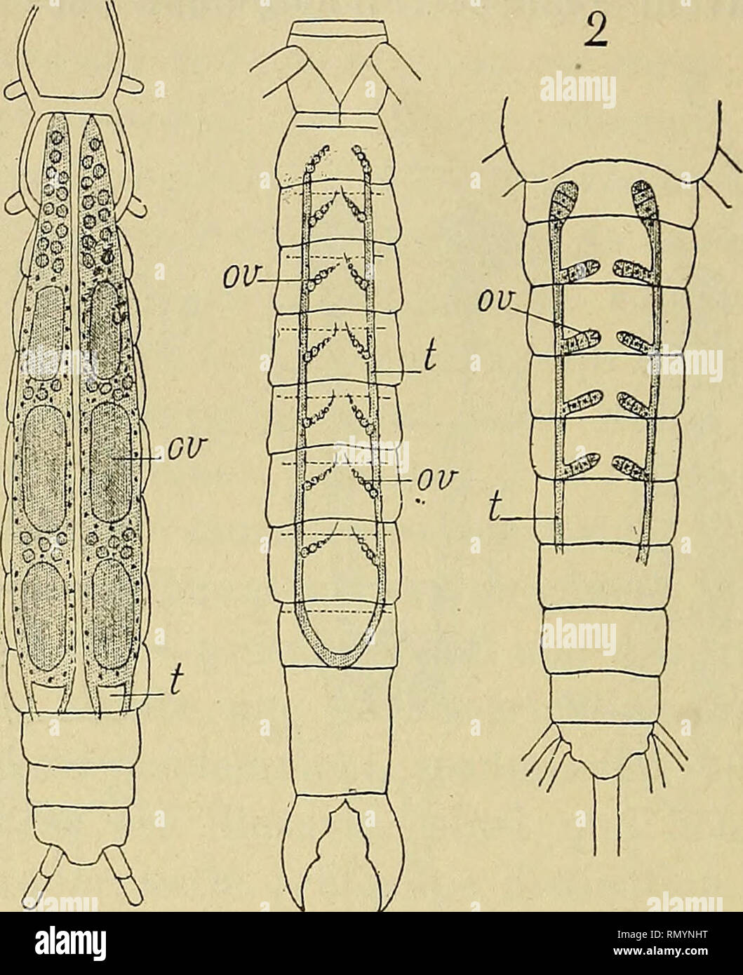 Campodea hi-res stock photography and images - Alamy