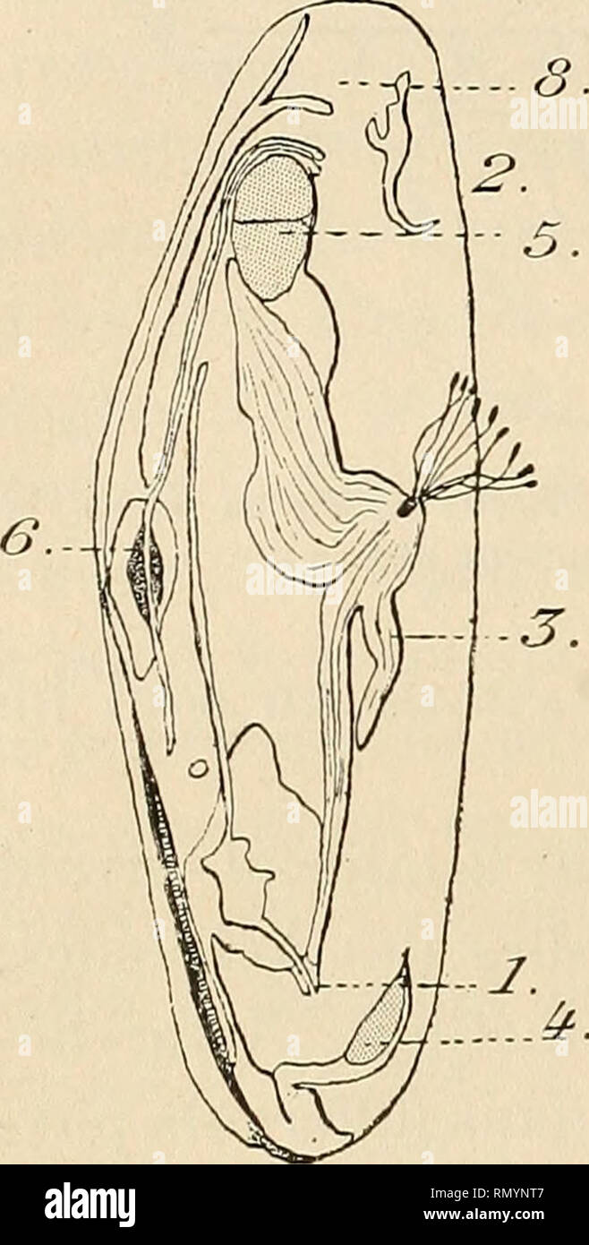 Les animaux de la place hi-res stock photography and images - Alamy