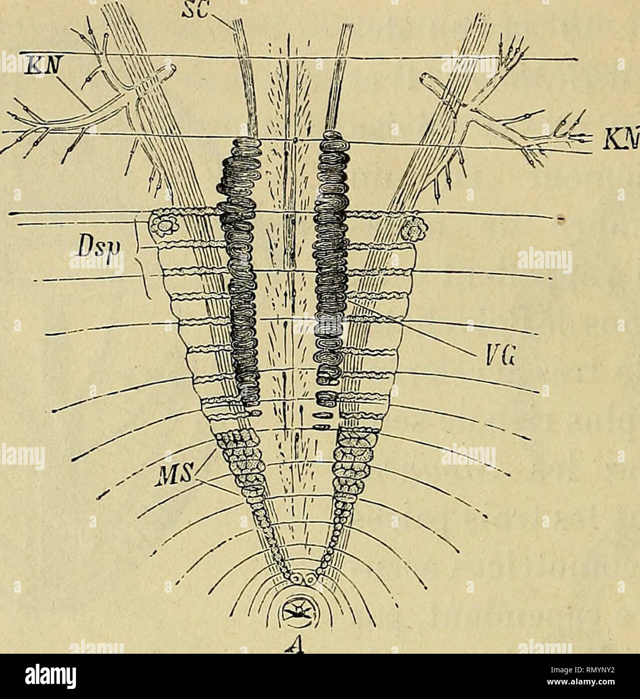 Perrier ad hi-res stock photography and images - Alamy