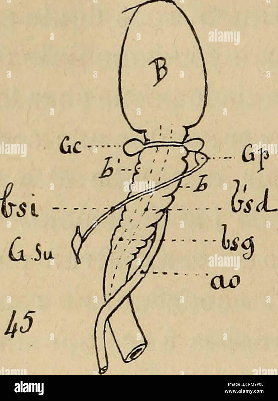 Mufle hi-res stock photography and images - Alamy