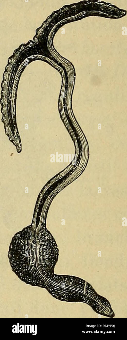 Parasites externes hi-res stock photography and images - Alamy
