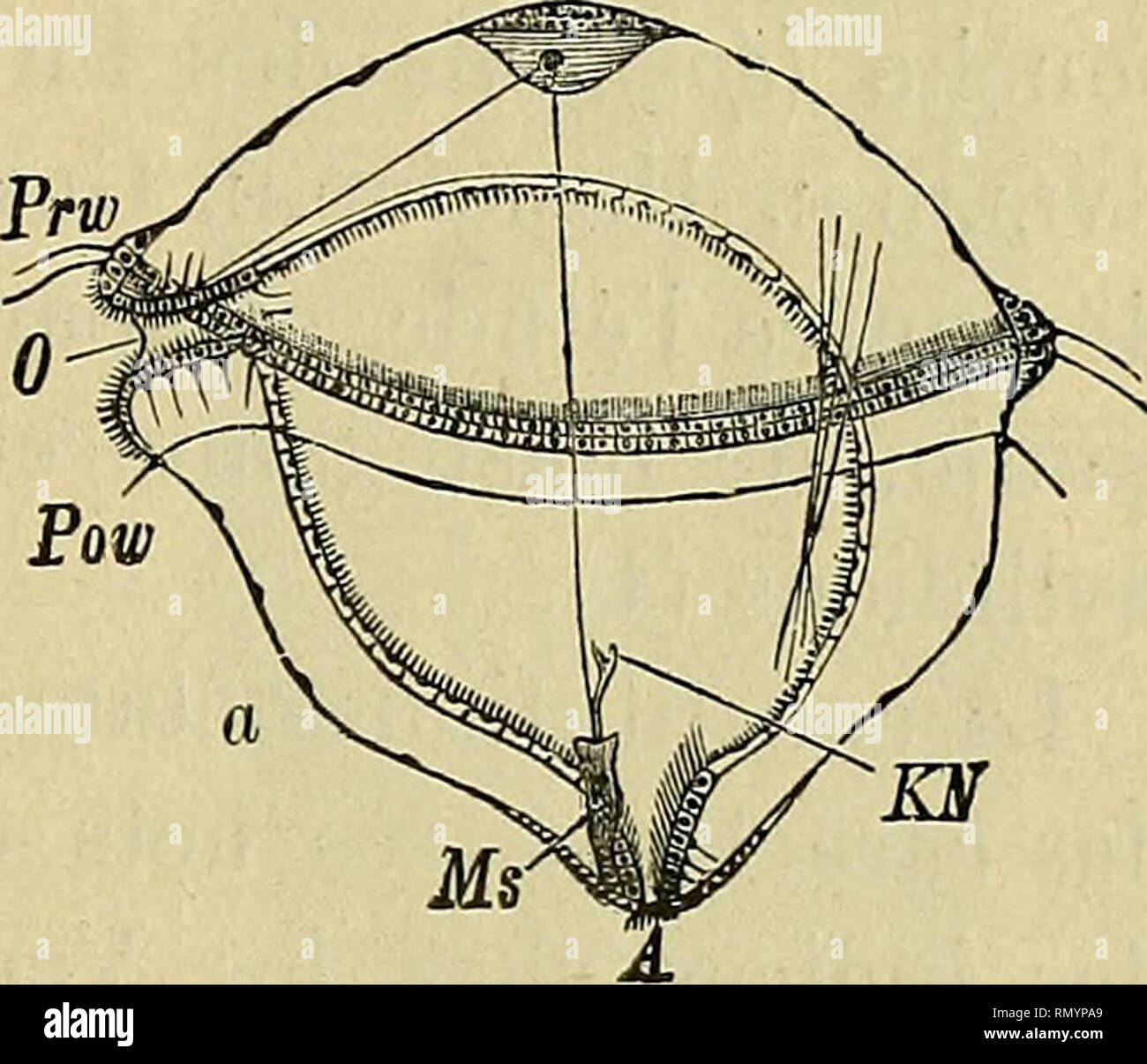 Mesure du corps hi-res stock photography and images - Alamy