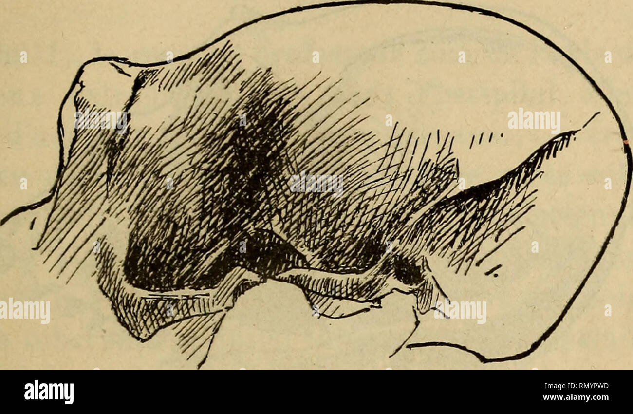 Ligne de gibbon hi-res stock photography and images - Alamy