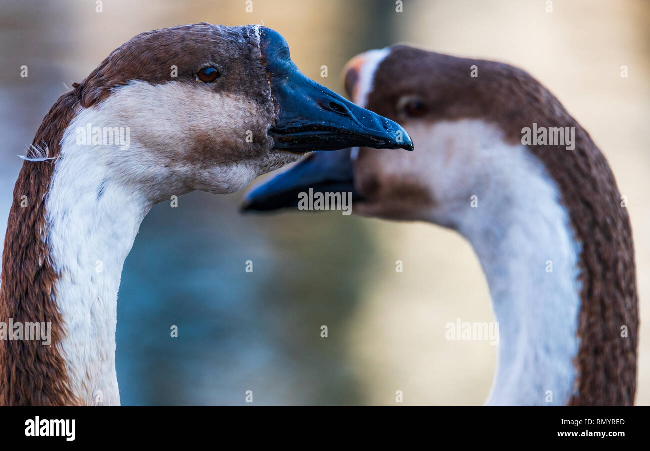 Avian classification hi-res stock photography and images - Alamy