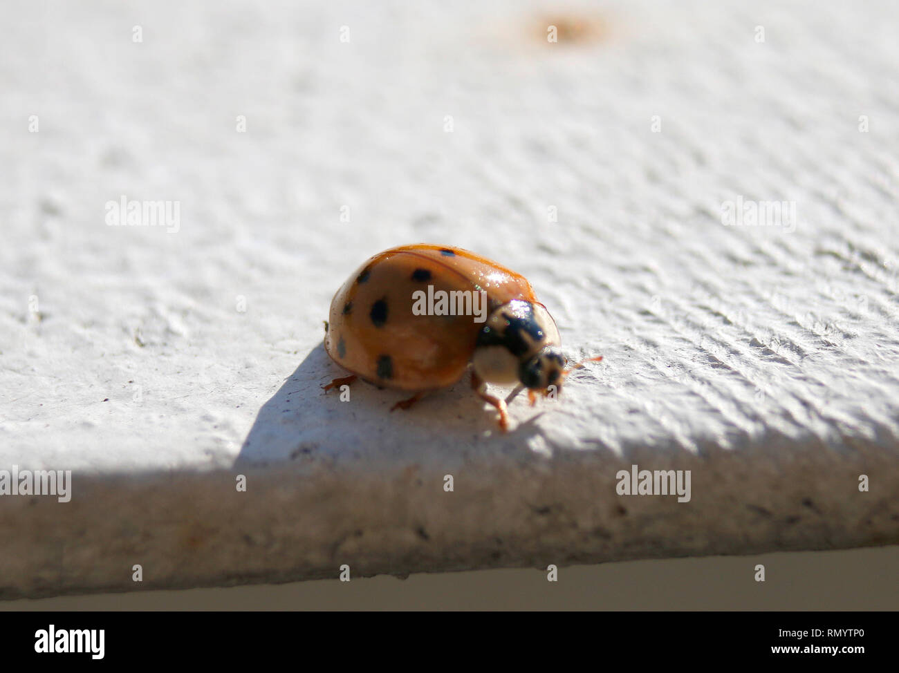 ein Marienkaefer, Berlin Stock Photo - Alamy