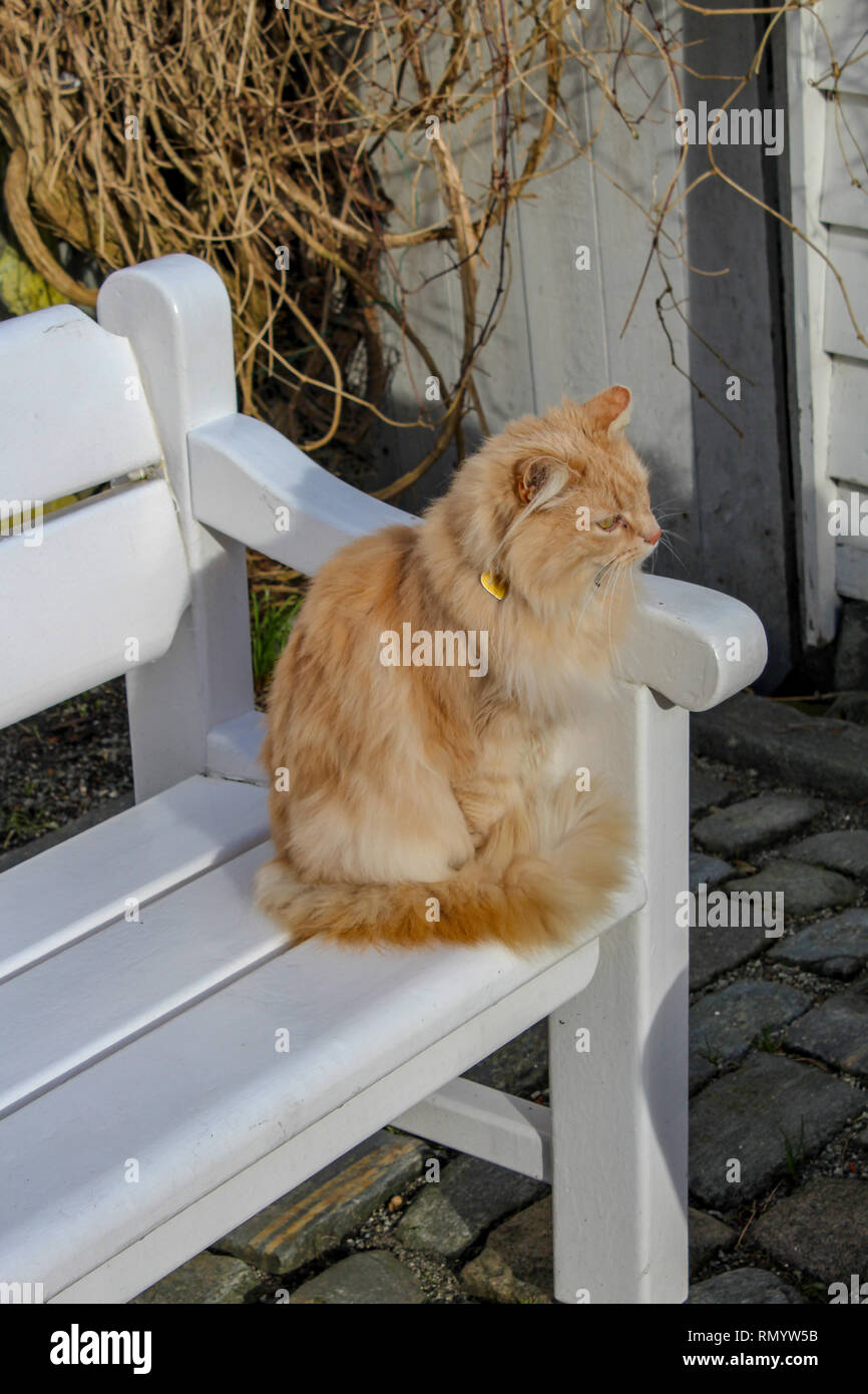 Orange cat on grey background hi-res stock photography and images - Alamy