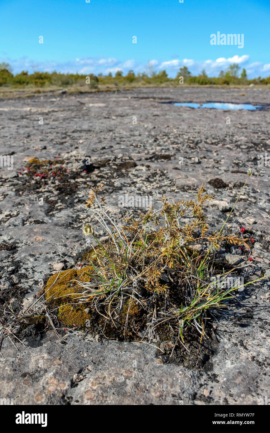 Barren grass hi-res stock photography and images - Alamy