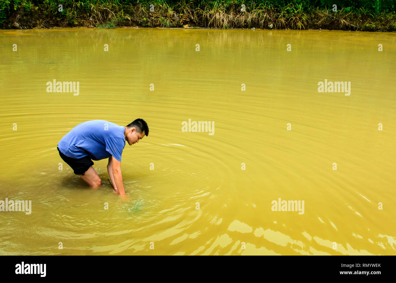 Asian farmer collecting farmed snails in the pond Stock Photo - Alamy
