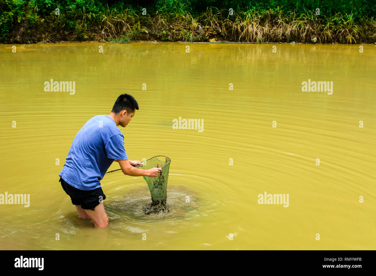 Man collecting farmed snails in the pond Stock Photo - Alamy