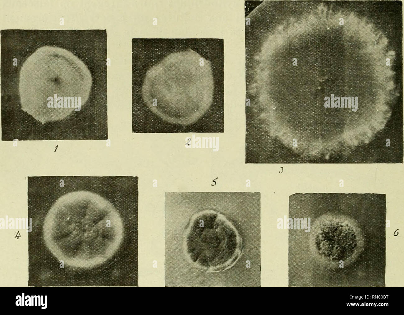Penicillium glaucum hi-res stock photography and images - Alamy