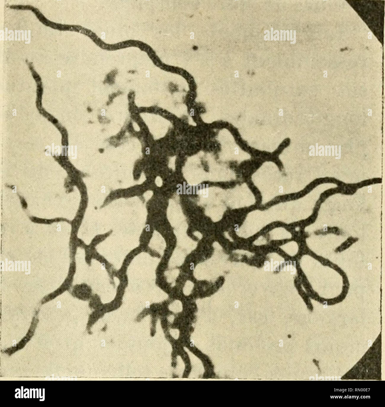 Gelose hi-res stock photography and images - Alamy