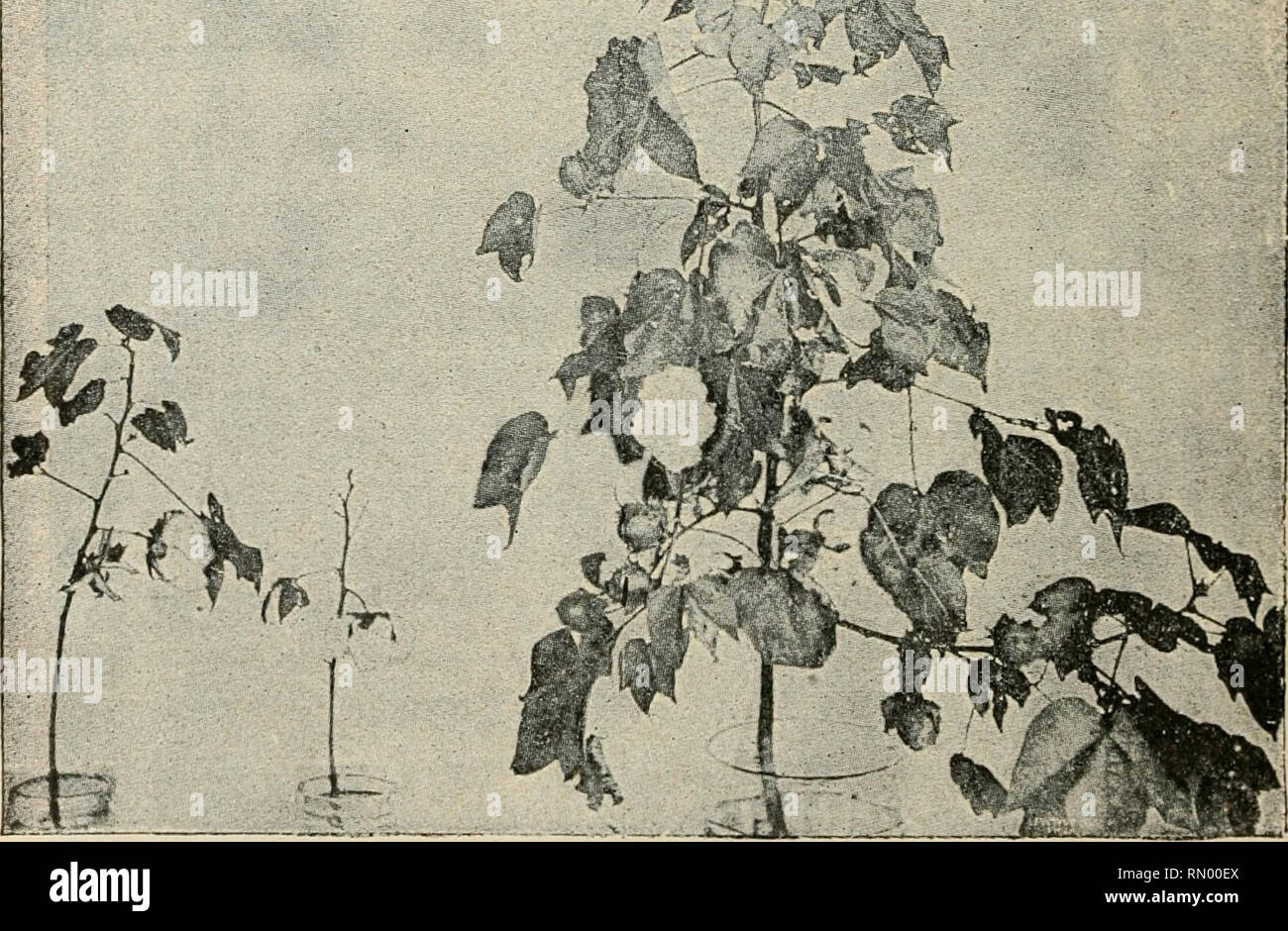 Kainite High Resolution Stock Photography and Images - Alamy