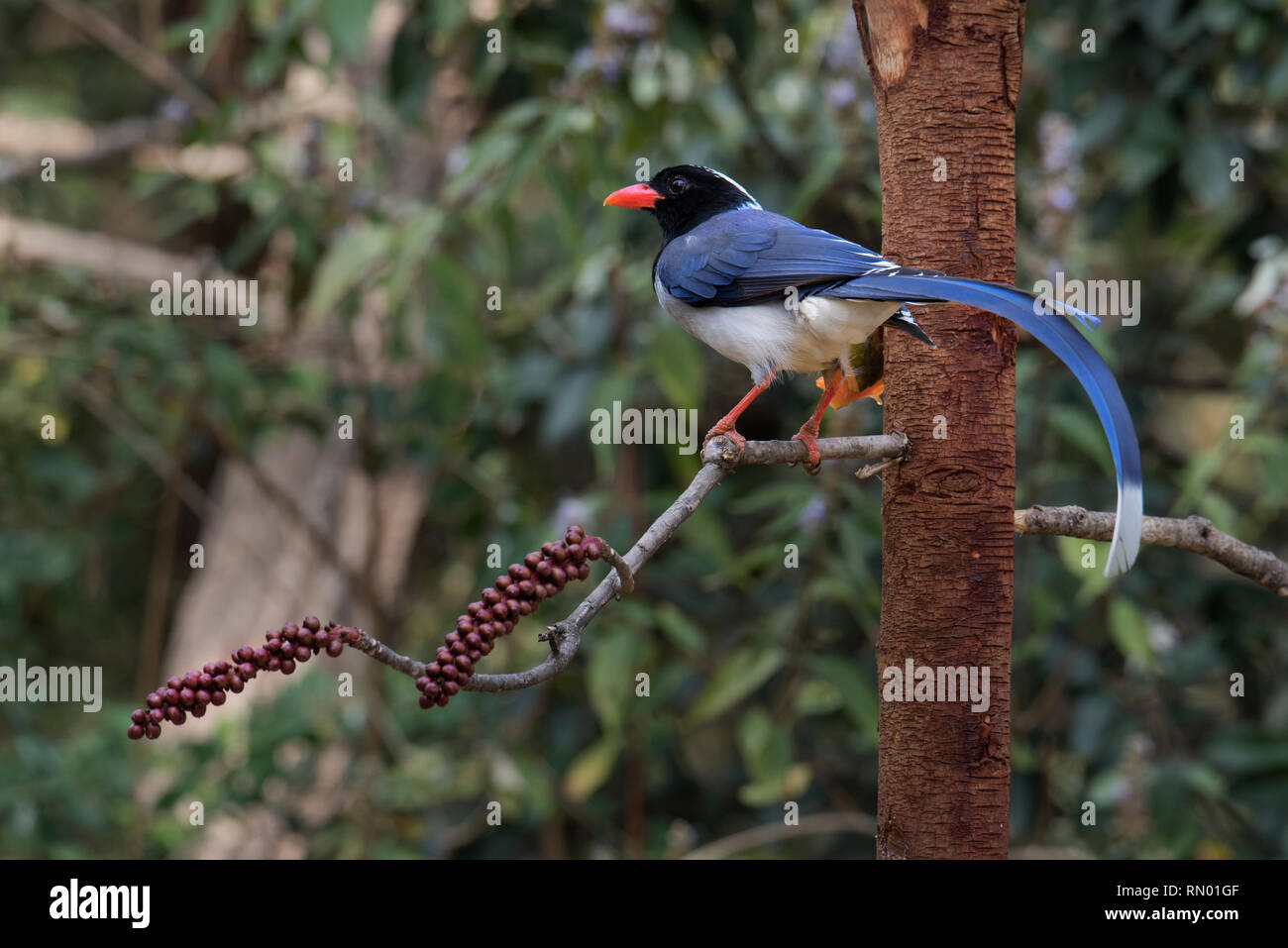 Magpie india hi-res stock photography and images - Alamy