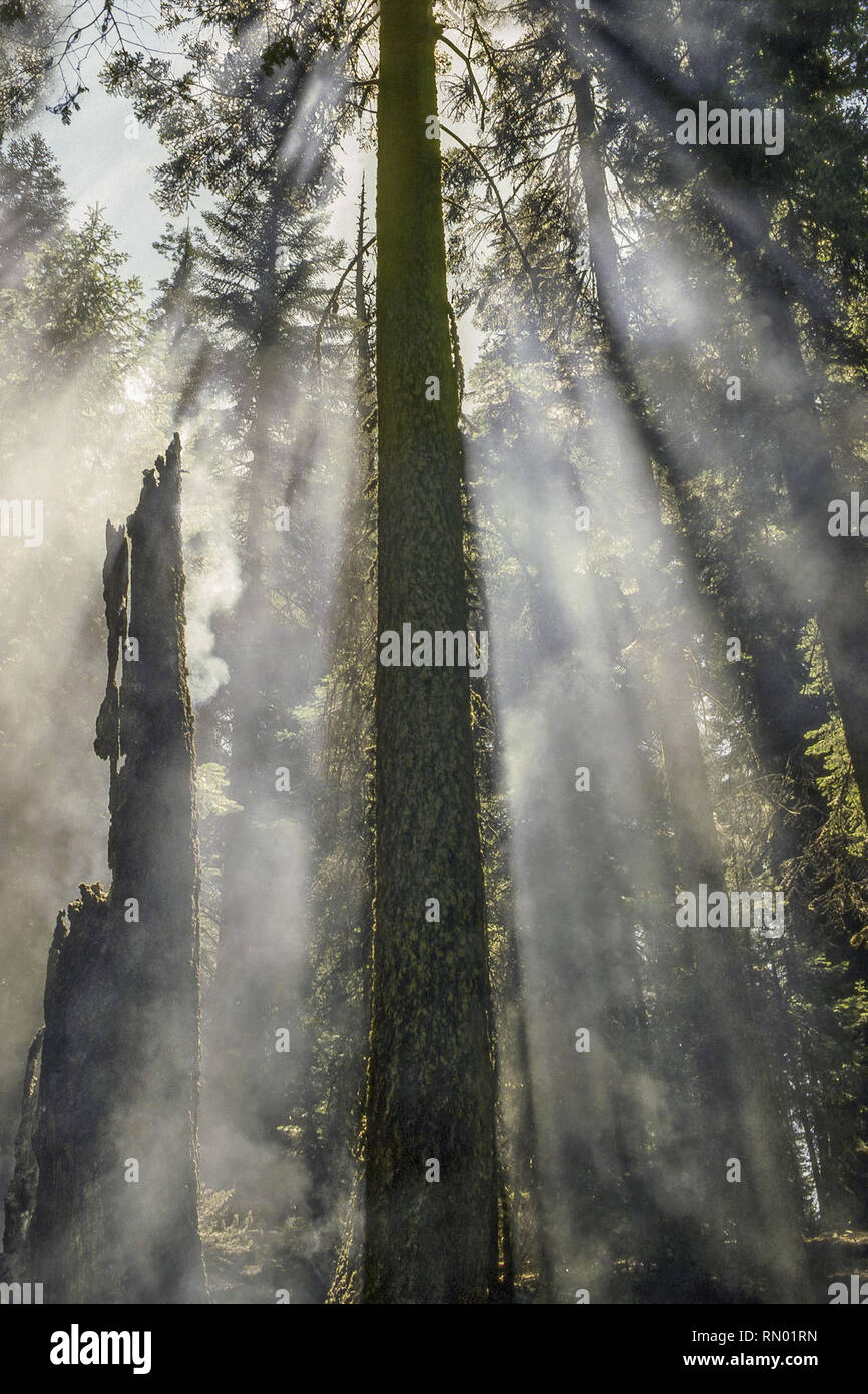 Smoke after forest fire in California Stock Photo - Alamy